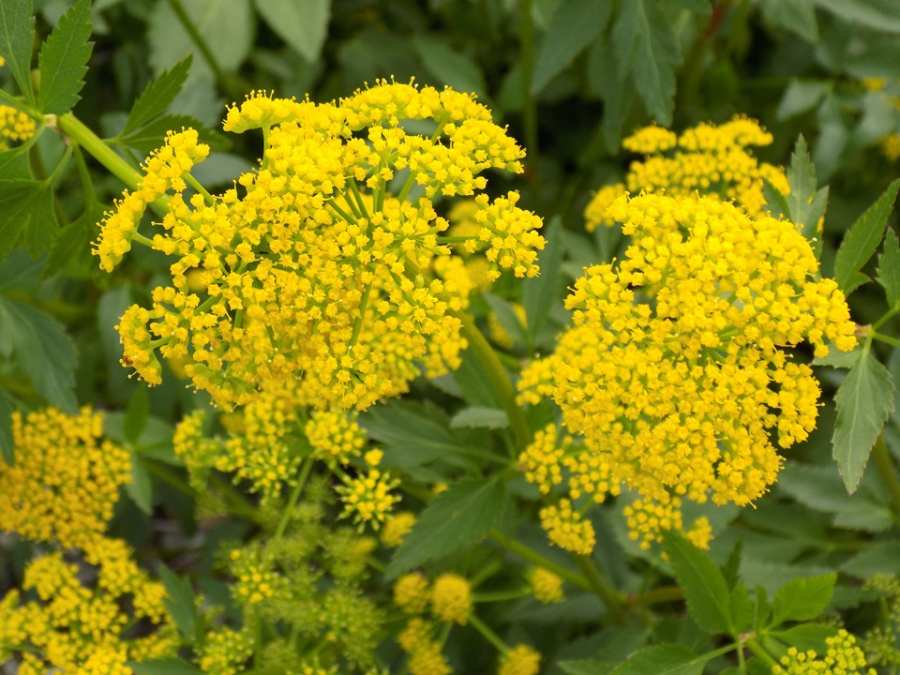 Golden Alexanders | MSD